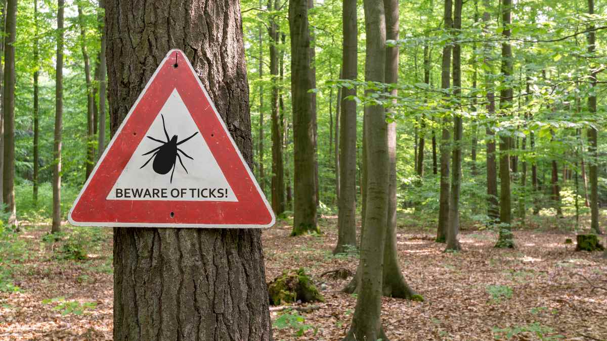 Six steps: What to do when you find a tick on yourself | Ohio State ...