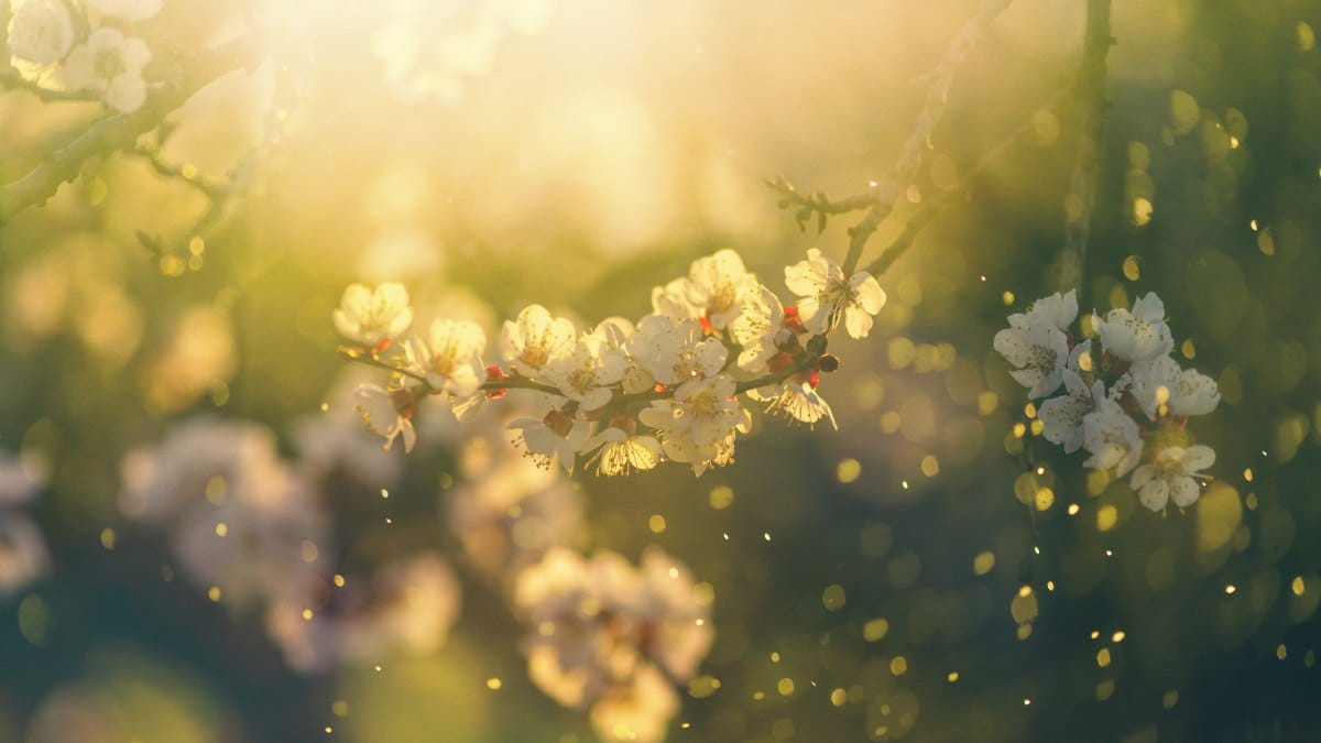 Is climate change making allergies worse? | Ohio State Health & Discovery